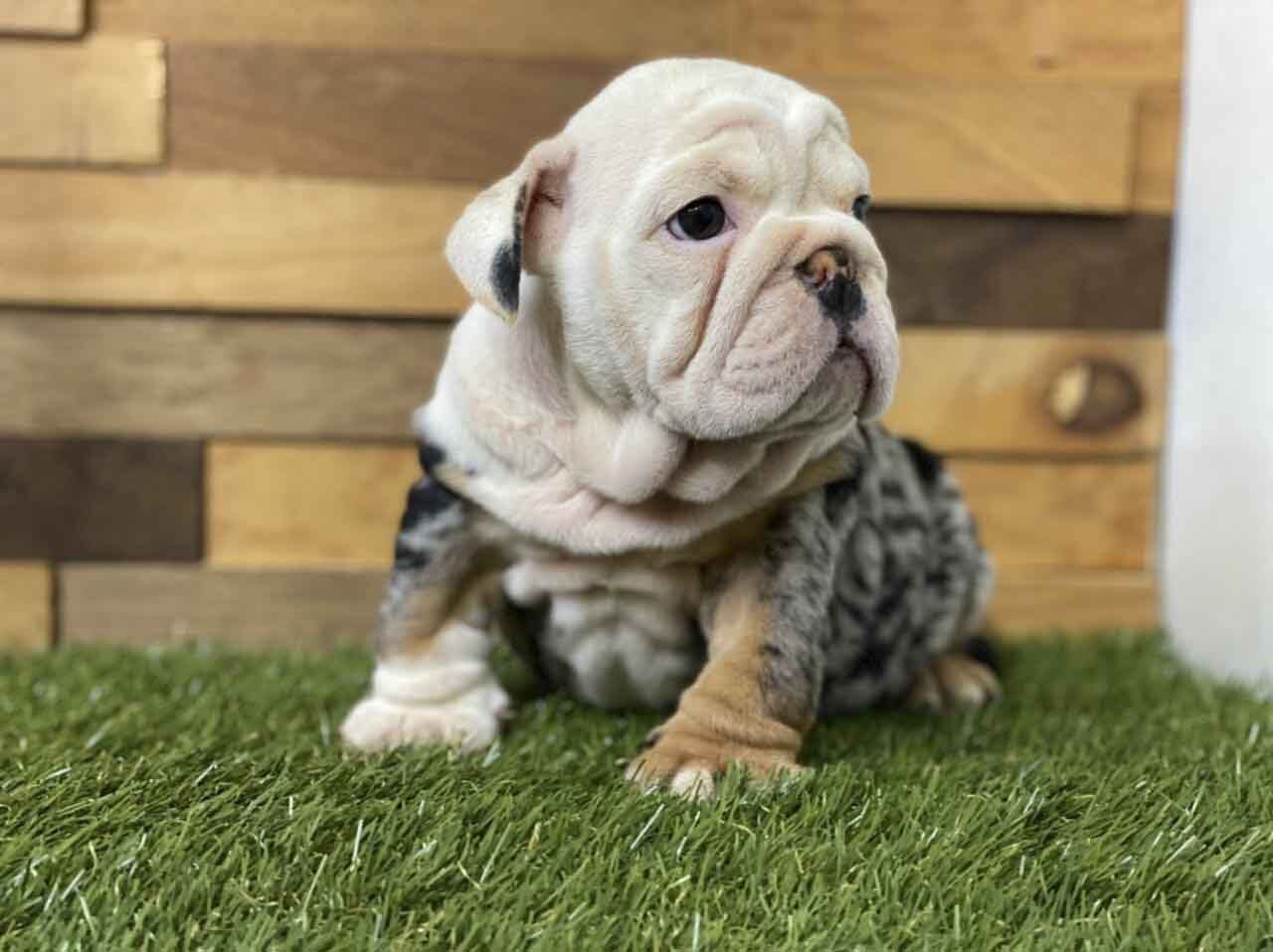 Bulldog Ingles Exotico | Cachorros bulldogs Ingles con Pedigree