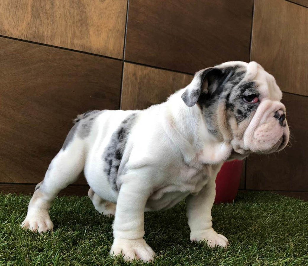 Bulldog Ingles Exotico | Cachorros bulldogs Ingles con Pedigree