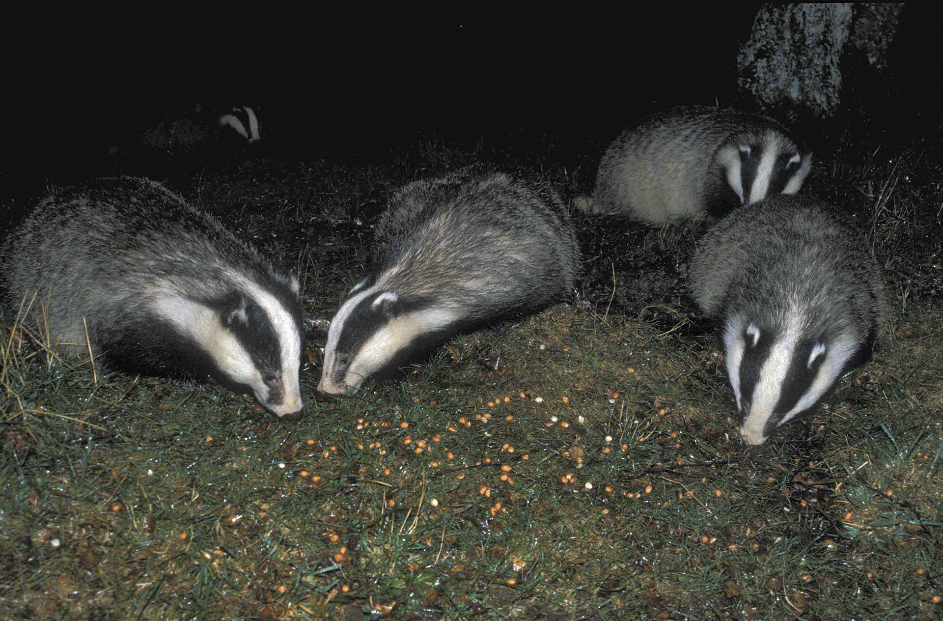Ruberslaw Wild Woods Camping on the Scottish Borders