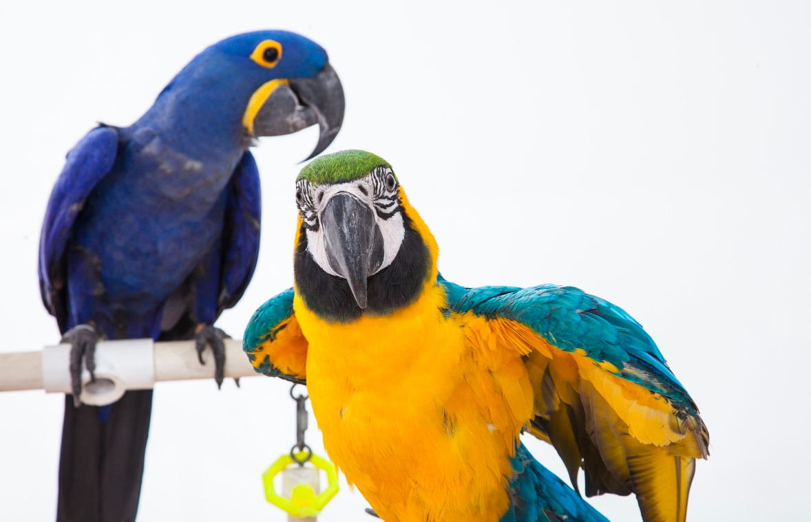 Gallery | Atlanta | Fancy Feathers