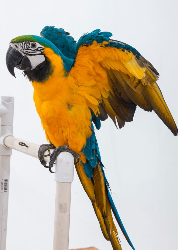 Gallery | Atlanta | Fancy Feathers