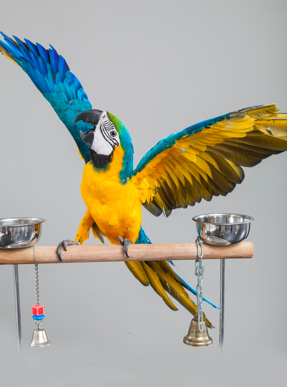 Gallery | Atlanta | Fancy Feathers