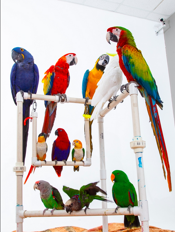 Gallery | Atlanta | Fancy Feathers