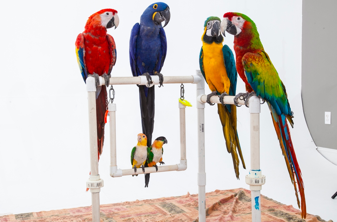 Gallery | Atlanta | Fancy Feathers