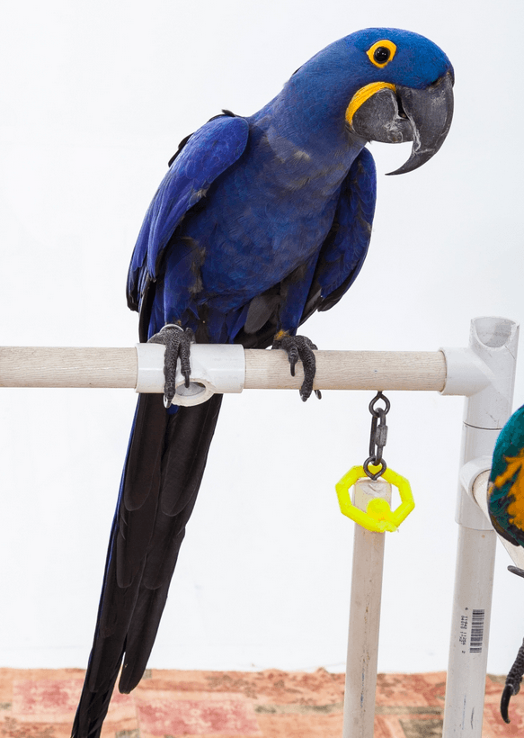 Gallery | Atlanta | Fancy Feathers