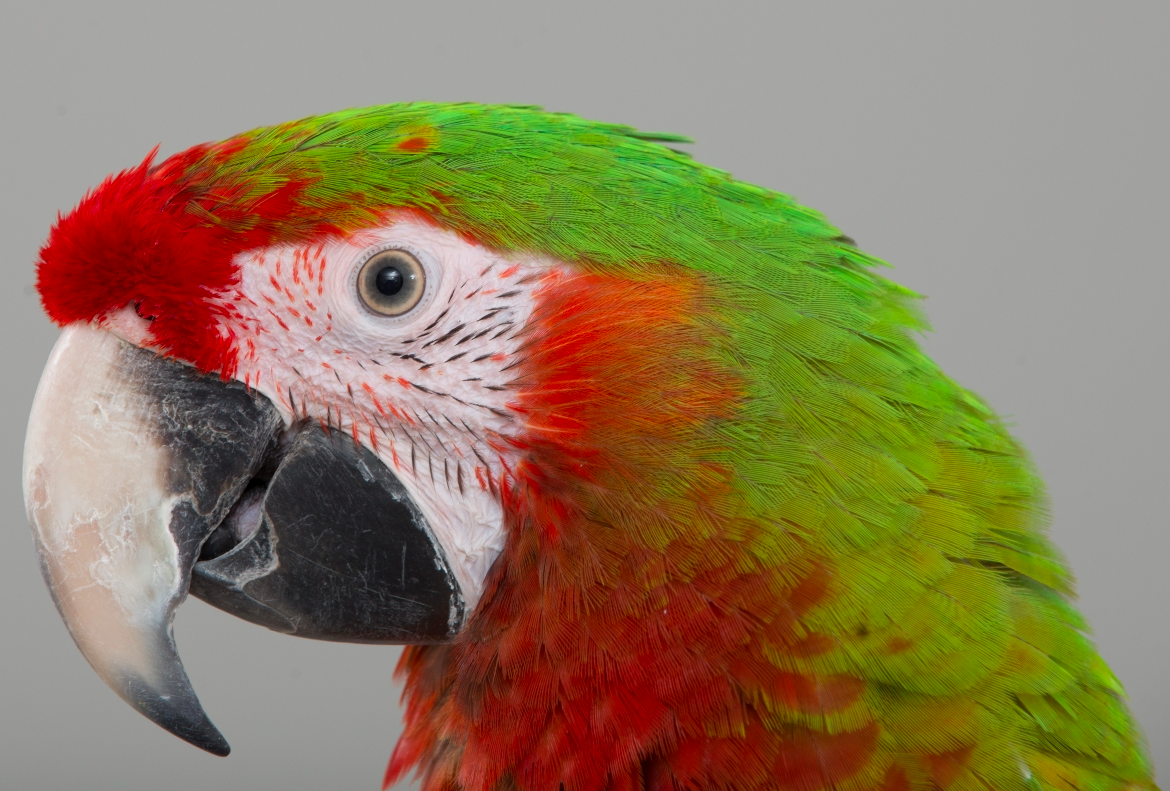 Gallery | Atlanta | Fancy Feathers