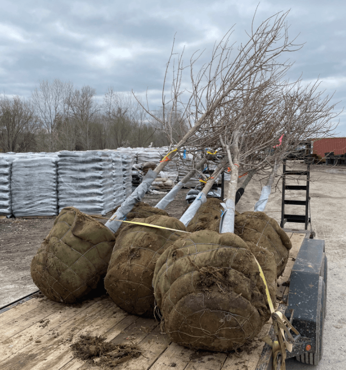 Tree Removal and Trimming | Clippers Tree Service