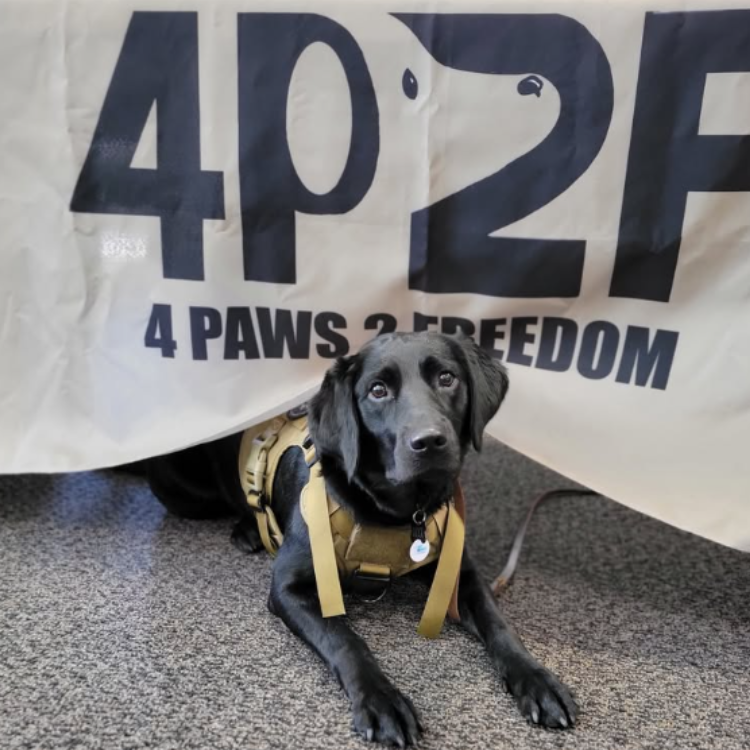Photo Gallery | 4 Paws 2 Freedom | Sacramento Metro