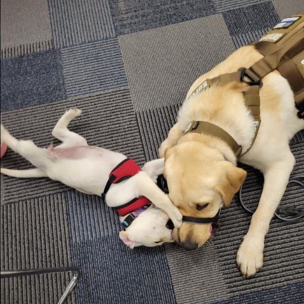 Find a Class | Dog Training | 4 Paws 2 Freedom | Sacramento Metro