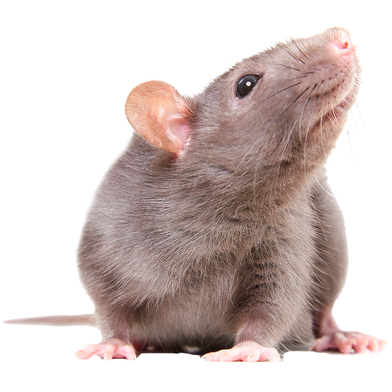 Rodent Control | Mechanicsville & Richmond, VA | Ambush Pest Control, Inc.