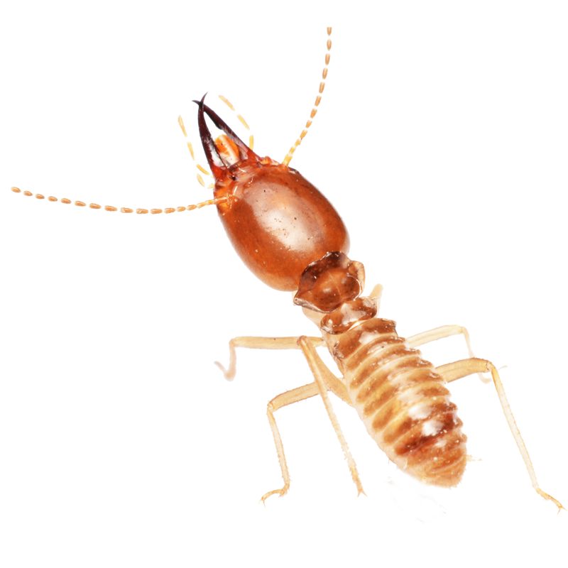 Termite Control | Mechanicsville & Richmond, VA | Ambush Pest Control, Inc.