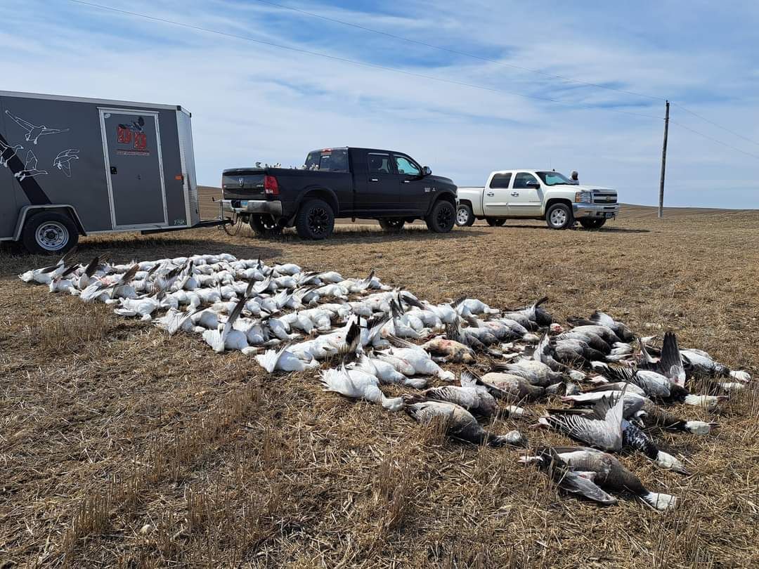 North Dakota Duck Hunting Guides - Goose Outfitter
