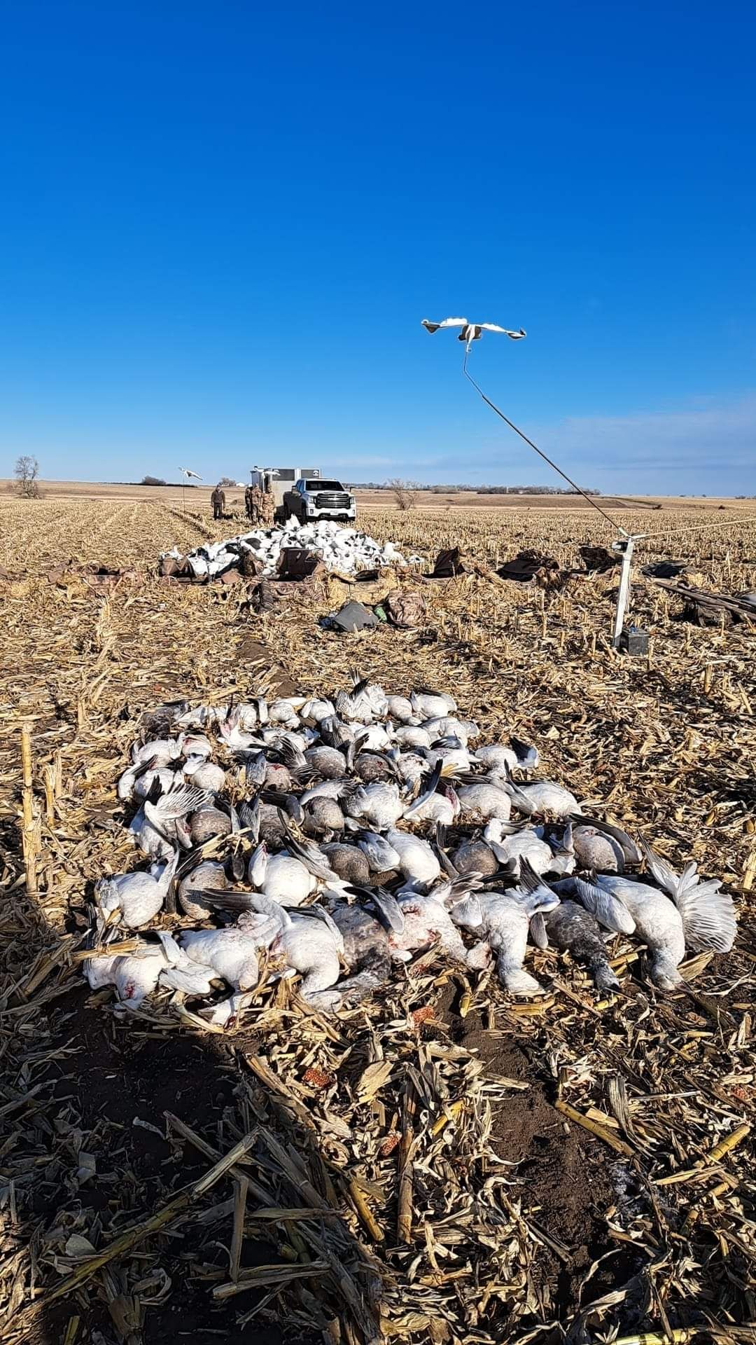 ND Spring Snow Goose Hunting Guides - Outfitters