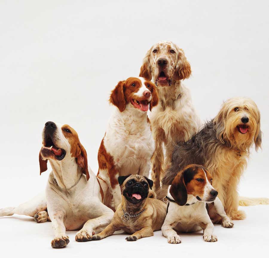 CIVE Clínica Veterinaria en Queretaro