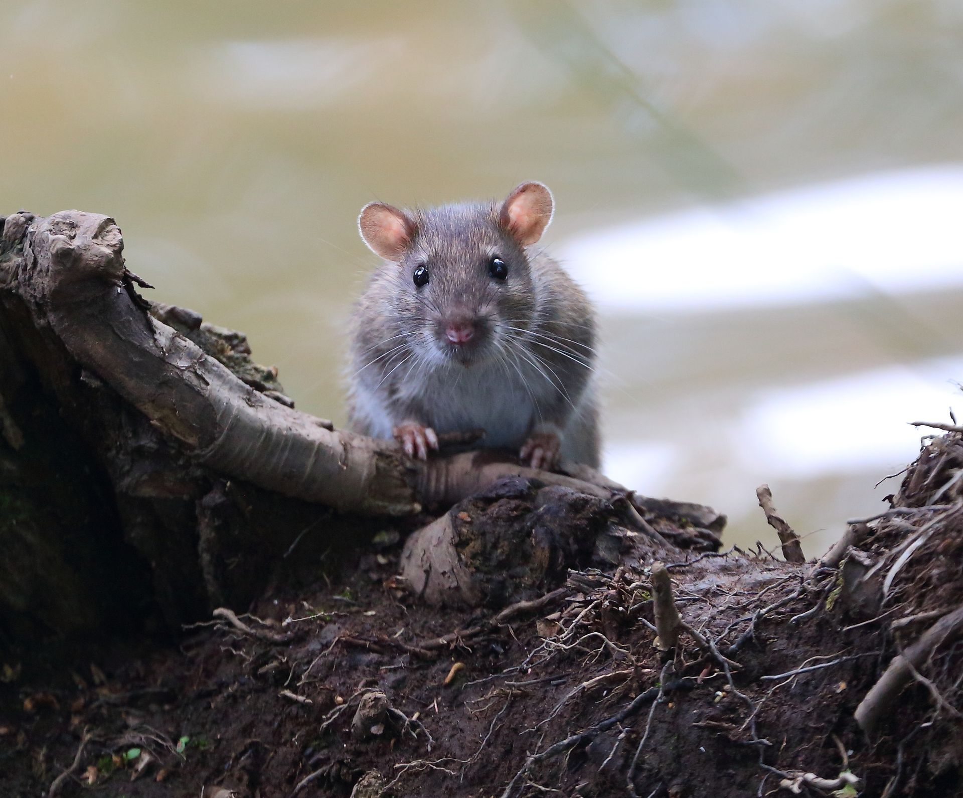Home | Foremost Pest & Wildlife | Monroe, NC