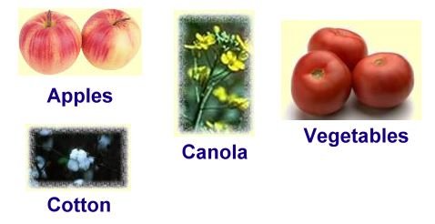 Quality Borate Agriculture Products - QB-17® Foliar Dry Flowable