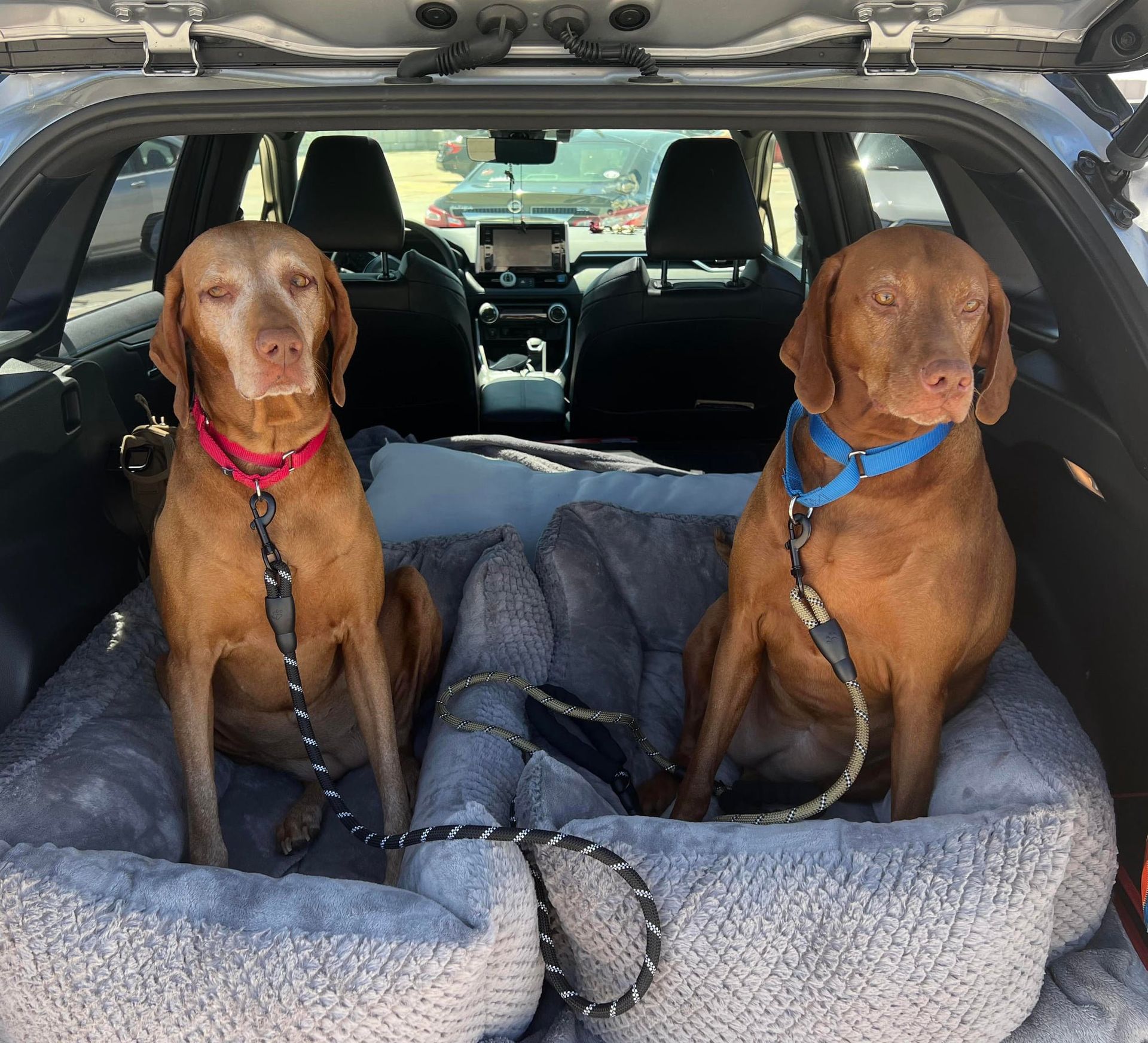 Vizsla Rescue | VCNC Rescue | NorCal Vizsla Club