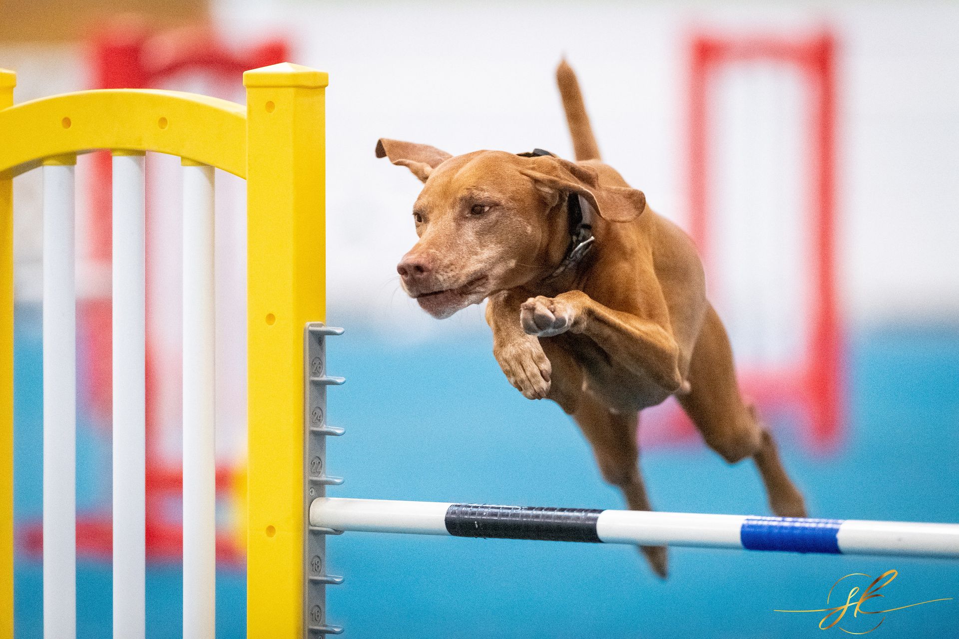 Vizsla Ownership | Vizsla Club of Northern California