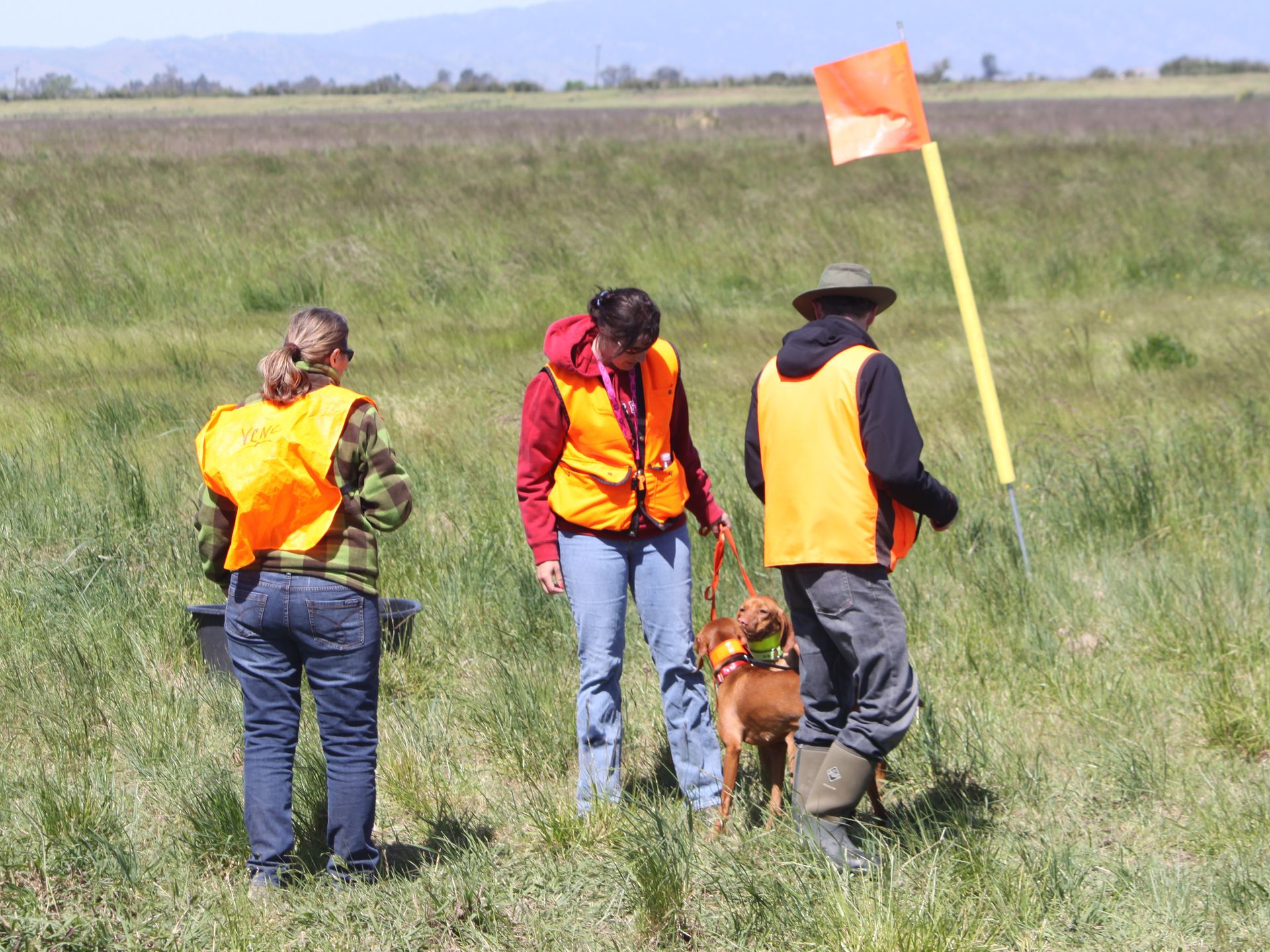 Photo Gallery | Vizsla Club of Northern California