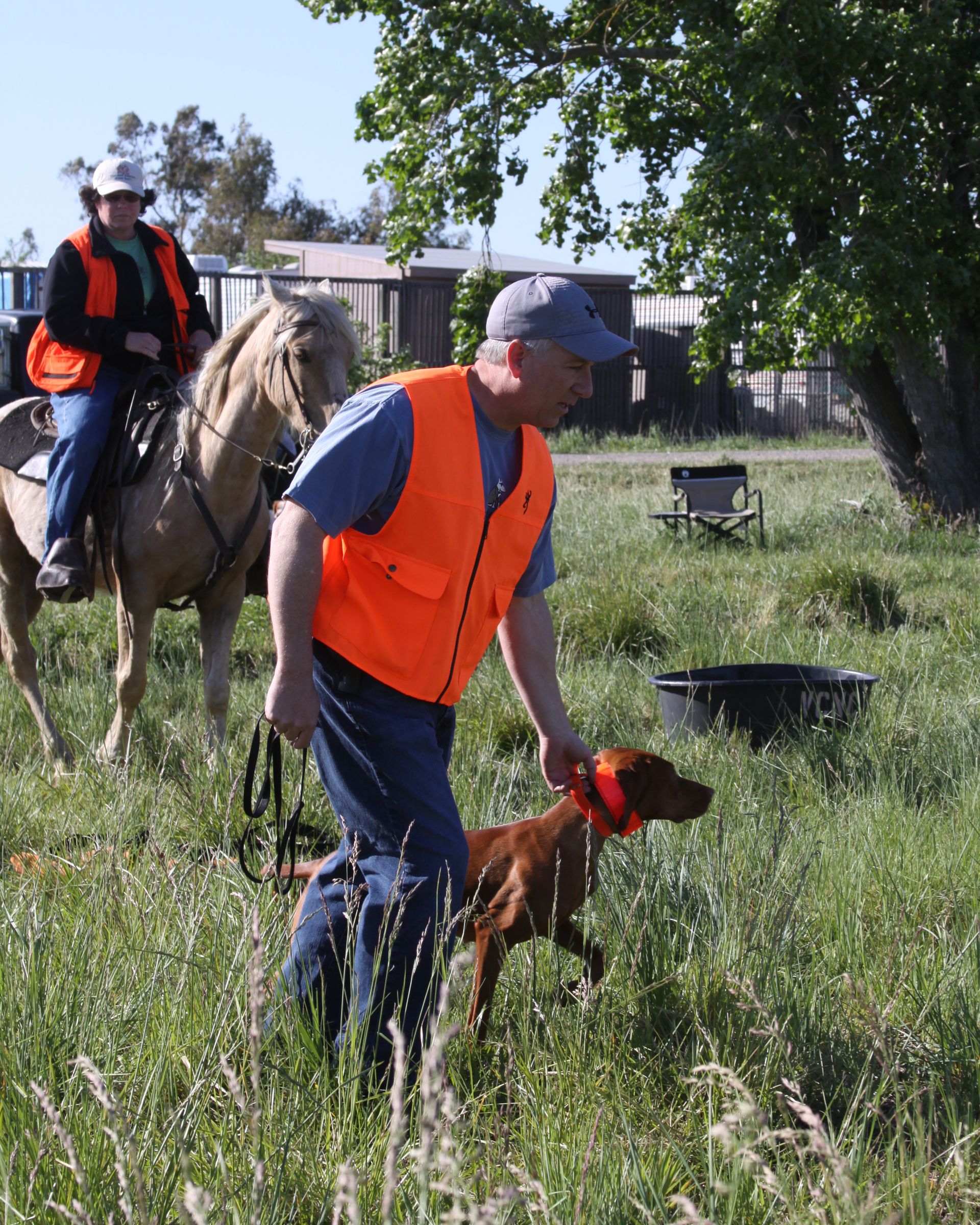 Photo Gallery | Vizsla Club of Northern California