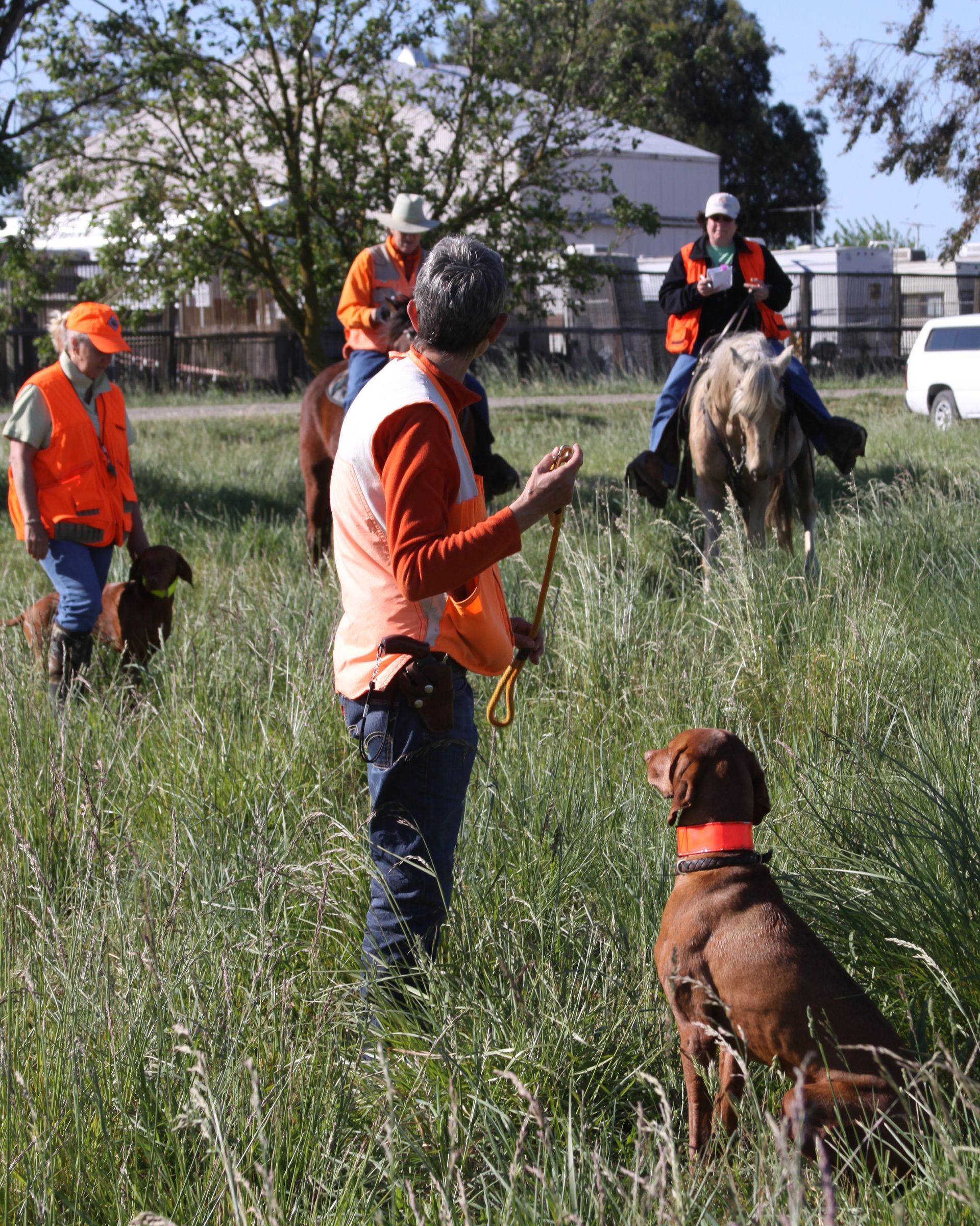 Photo Gallery | Vizsla Club of Northern California
