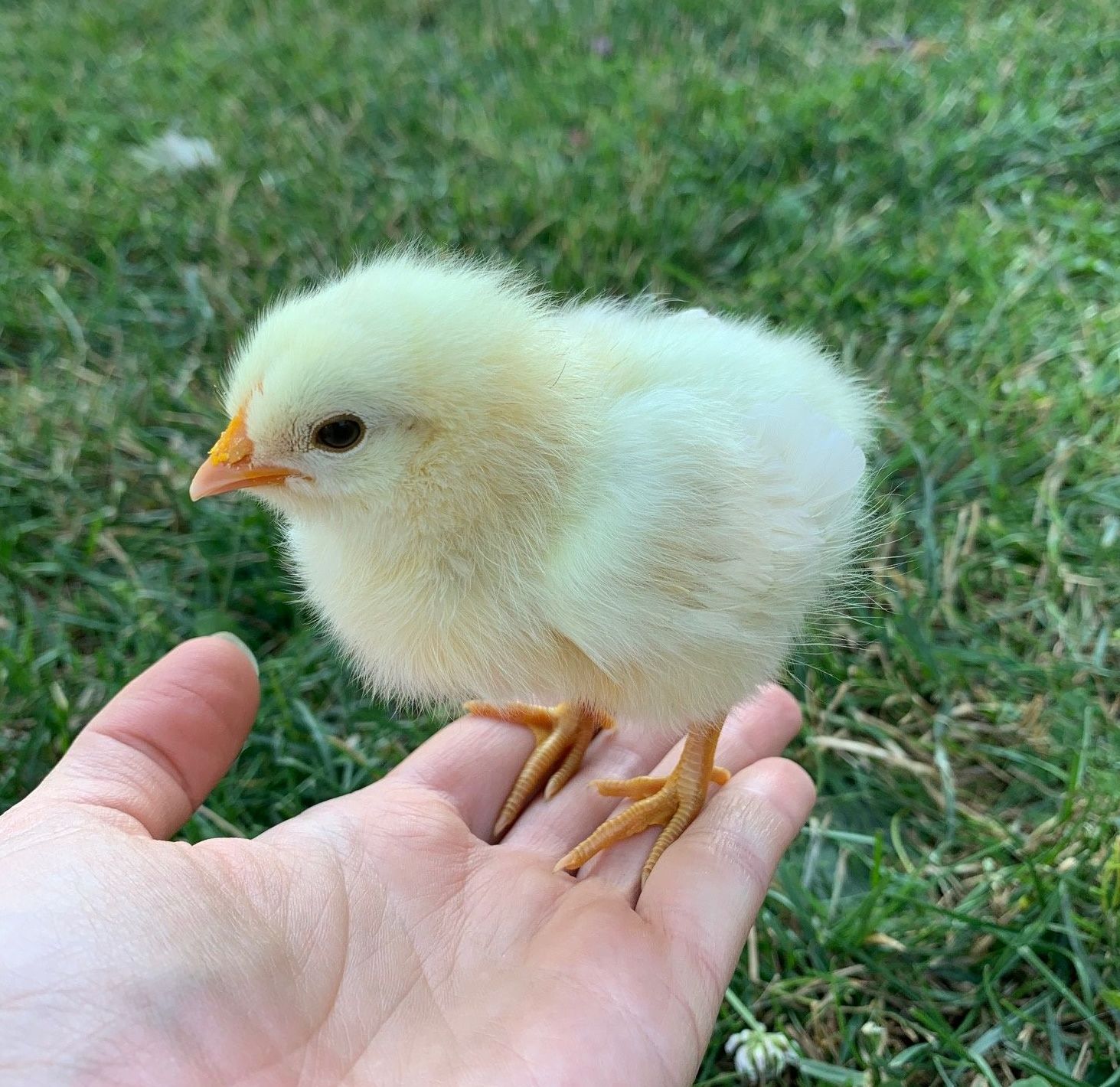 Raberhof der Naturbauernhof in Hart bei Graz