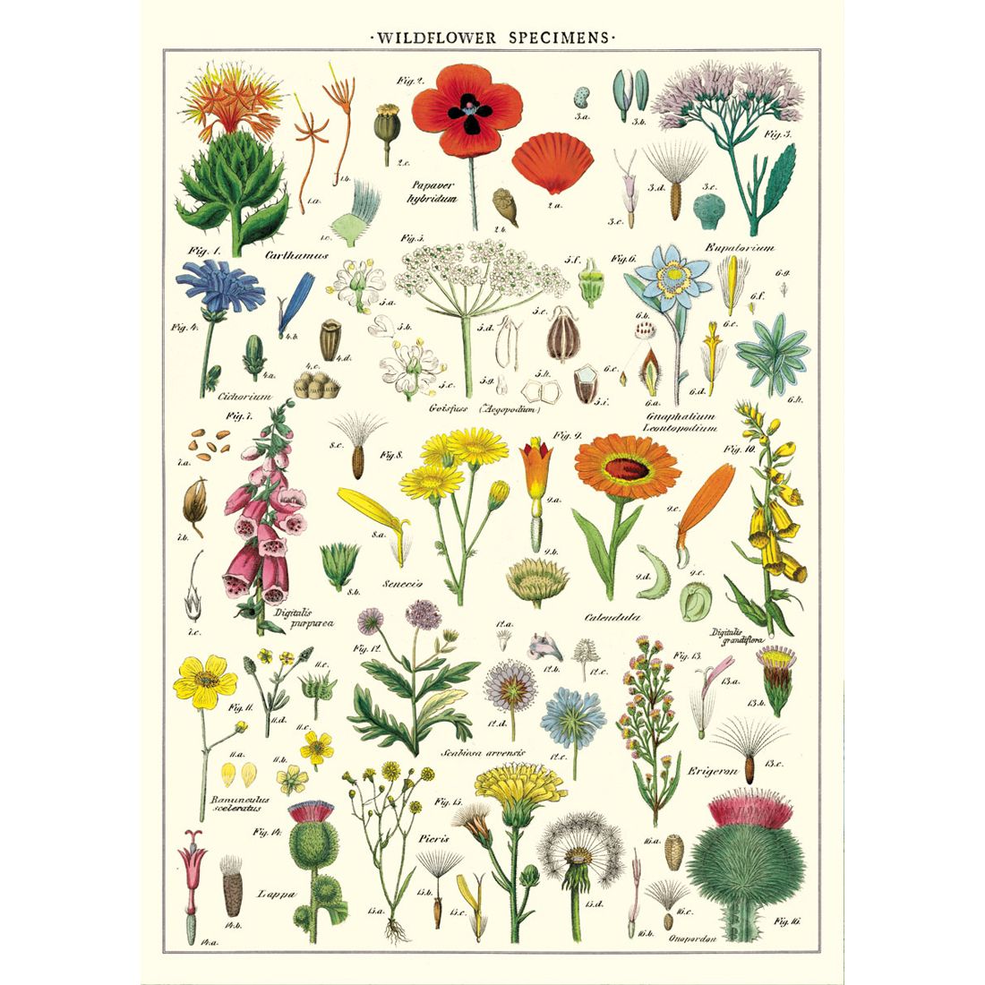 Posters Flores | Cavallini & Co. Portugal