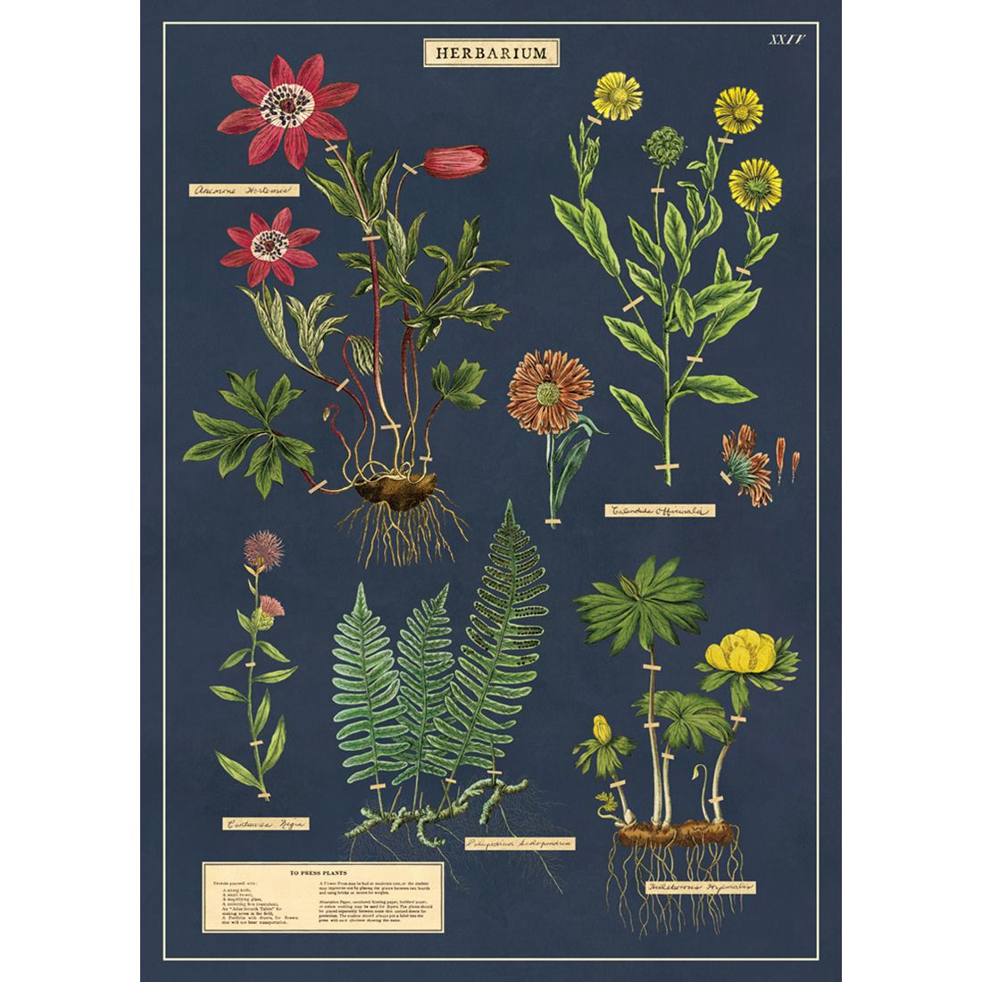 Posters Flores | Cavallini & Co. Portugal