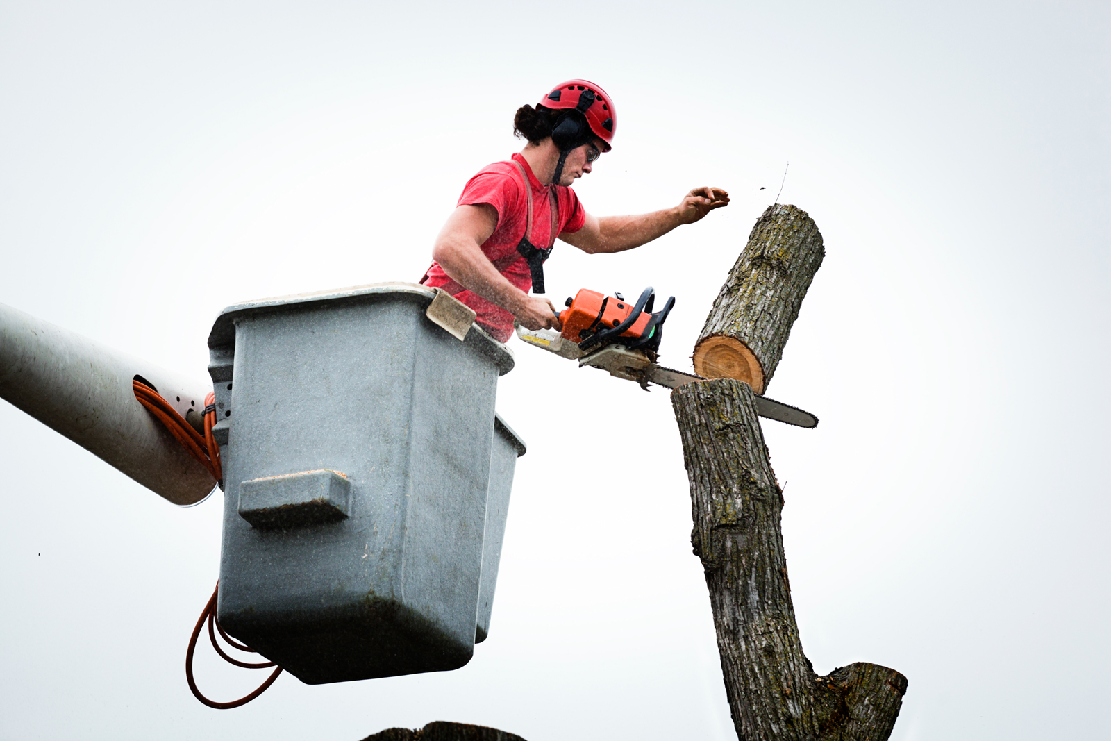 Project Gallery | Berlin, NJ | Tree and Land Masters