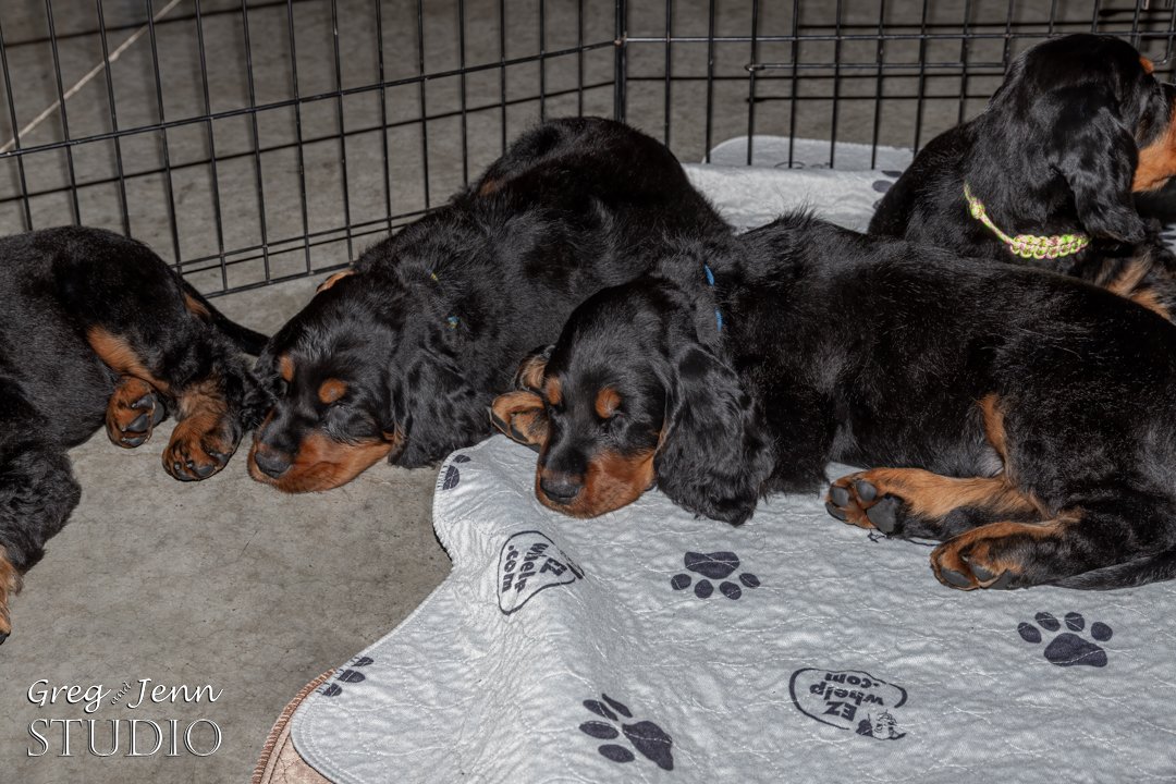 Lyric Gordon Setters Litters | Columbus, WI 53925