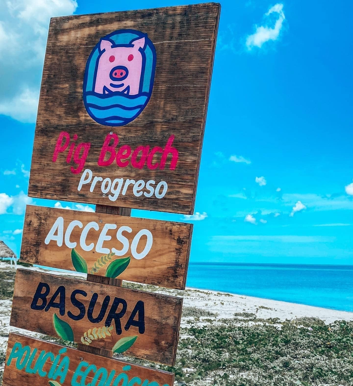 Tour Corchito, Pig beach, Isla columpios y Progreso | Discover Tours ...