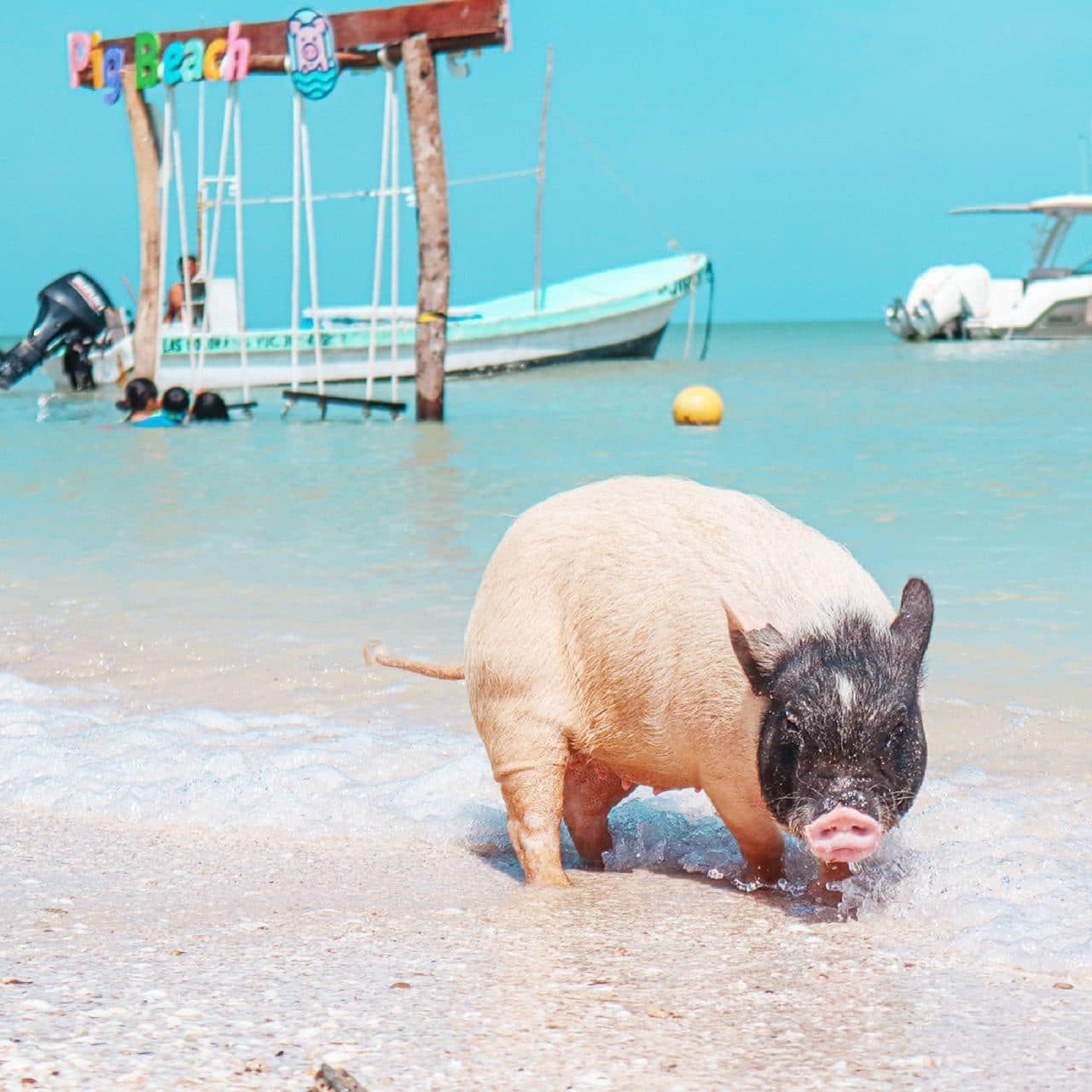 Tour Corchito, Pig beach, Isla columpios y Progreso | Discover Tours ...