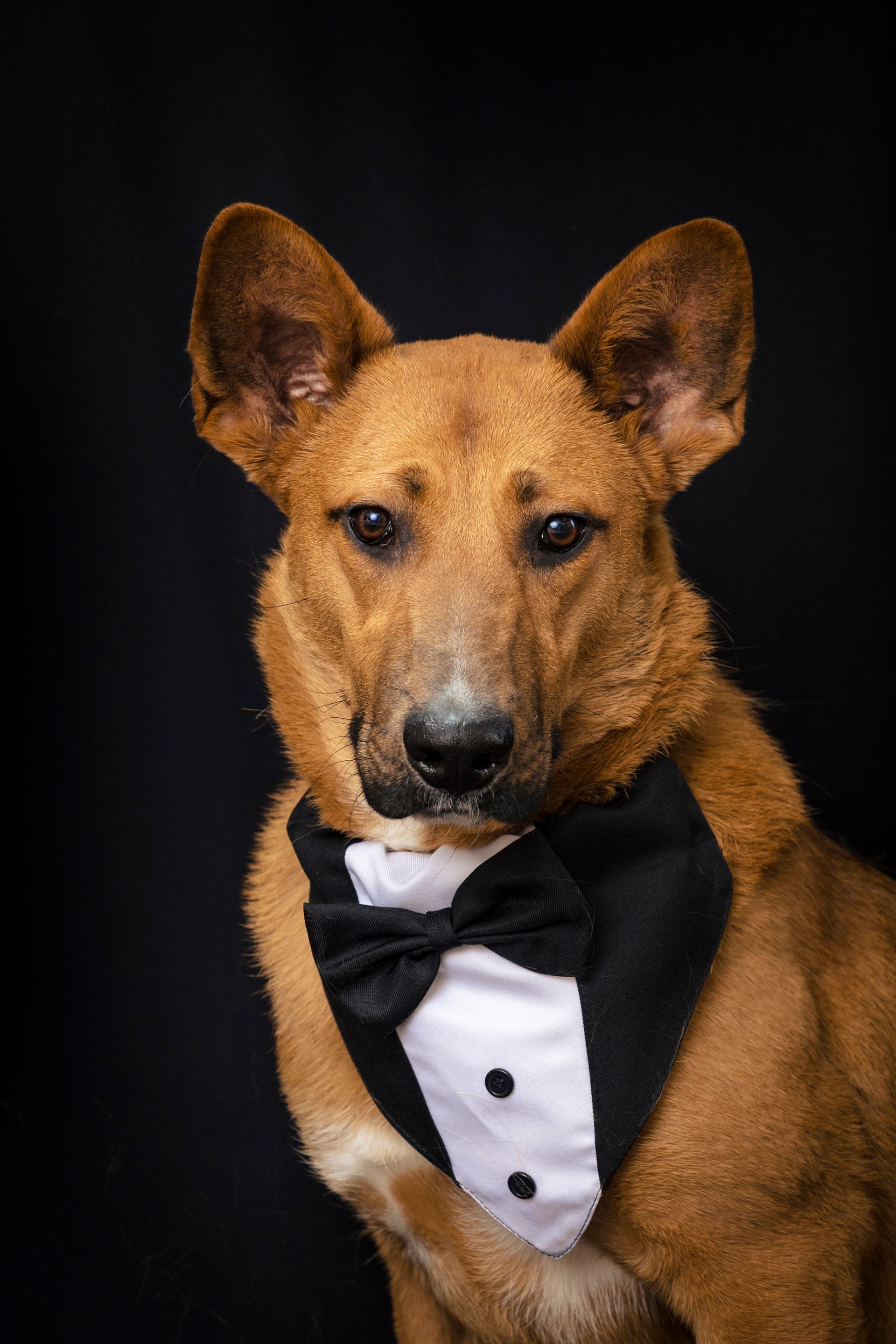 Soul Dog Rescue
