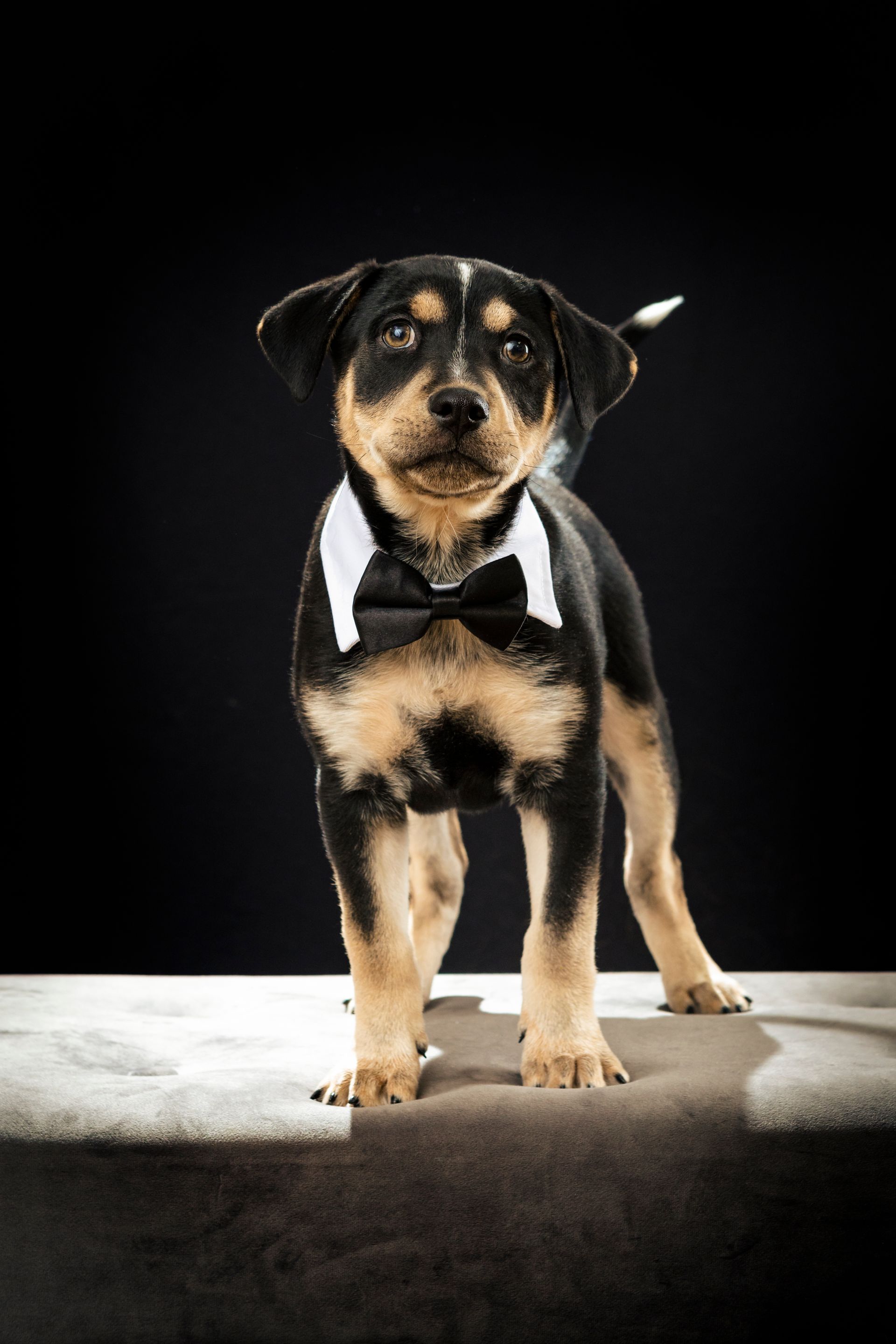 Soul Dog Rescue