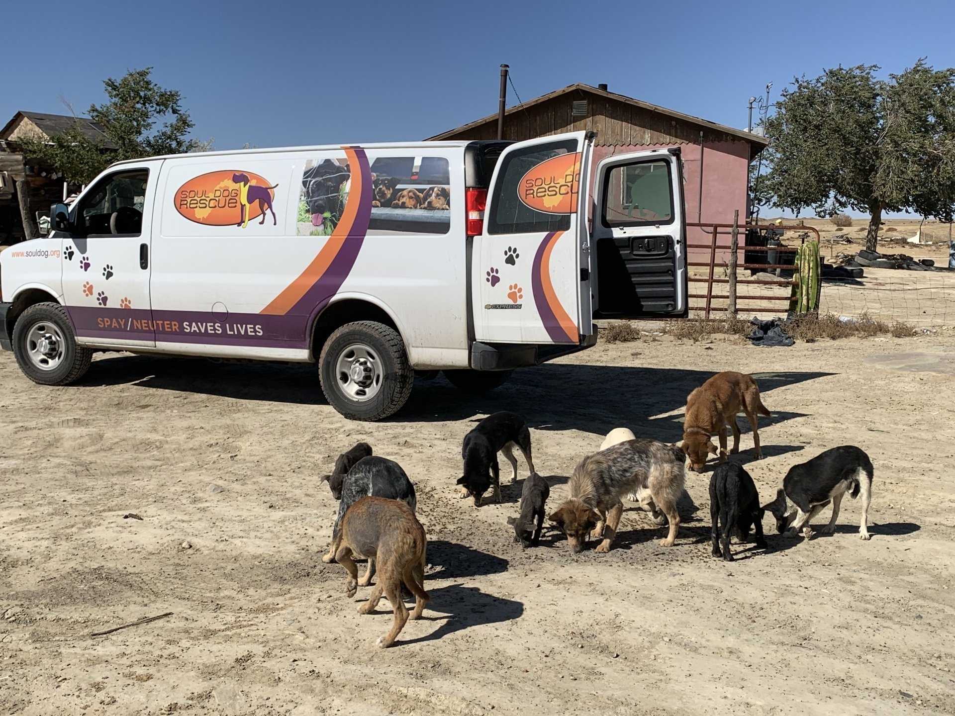 Volunteer, dogs, help