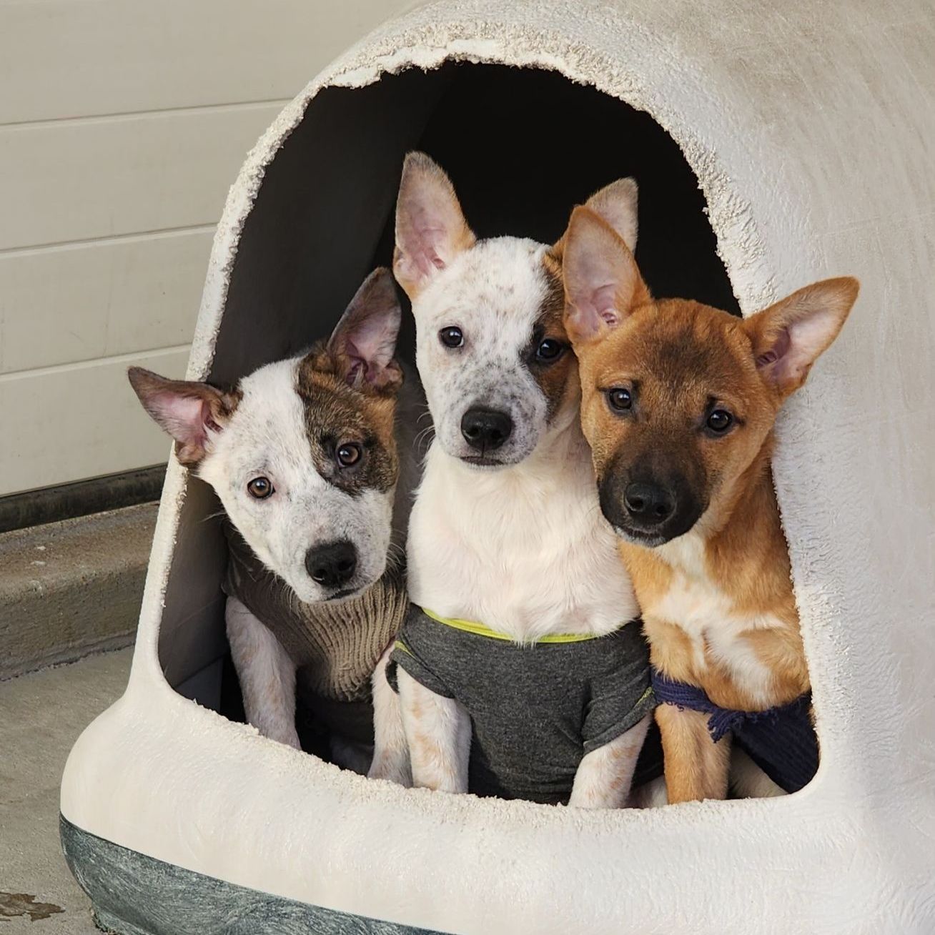 Soul Dog Rescue