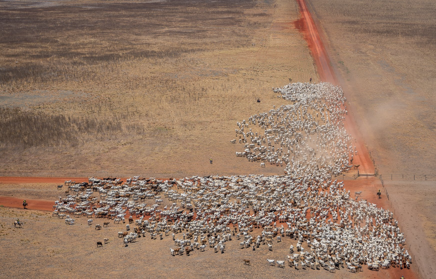 Heli-Muster NT | Aerial Mustering Specialists