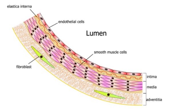 What is ACTA2 Gene Mutations ∙ ACTA2 Alliance ∙ Foundation for ...