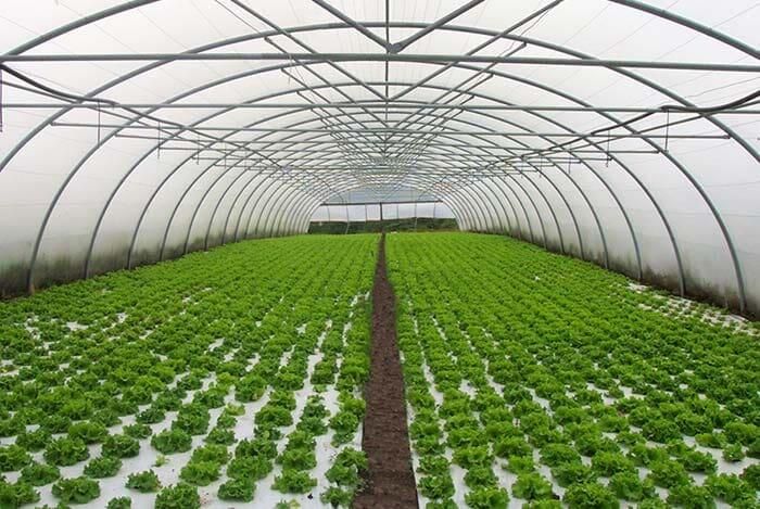 Diseño de invernaderos en Tlajomulco de Zúñiga