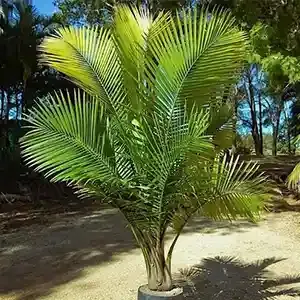 Dwarf Palm Trees Perfect Types for Small Spaces