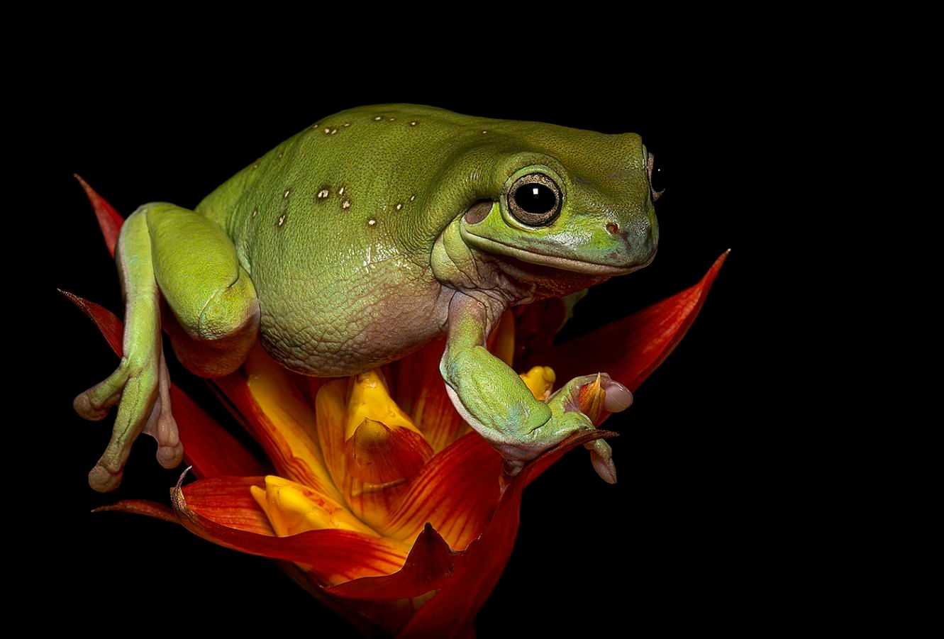 CAPA Digital Salon 2024 - Open Colour Winners