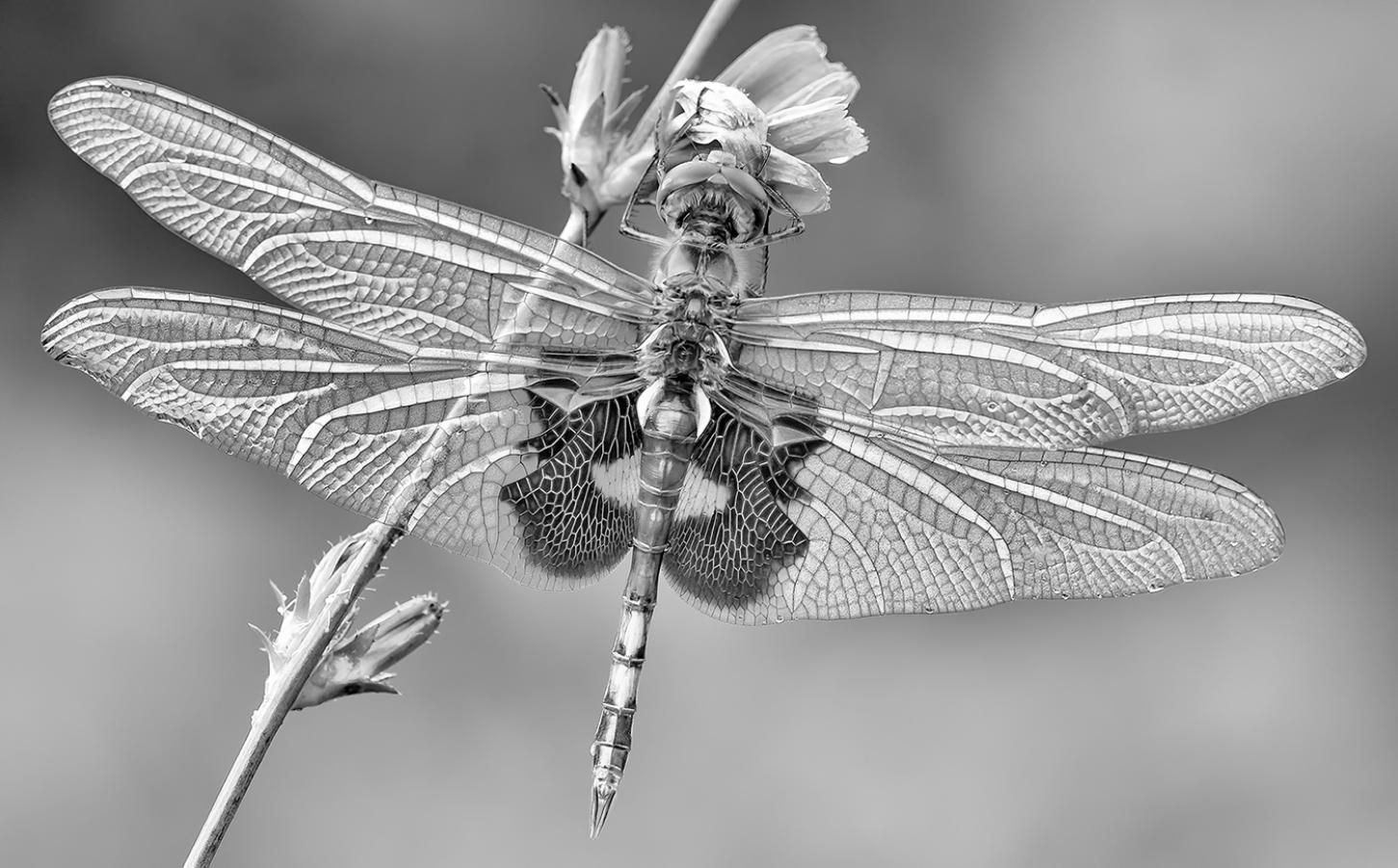 CAPA Digital Salon 2024 - Open Monochrome Winners