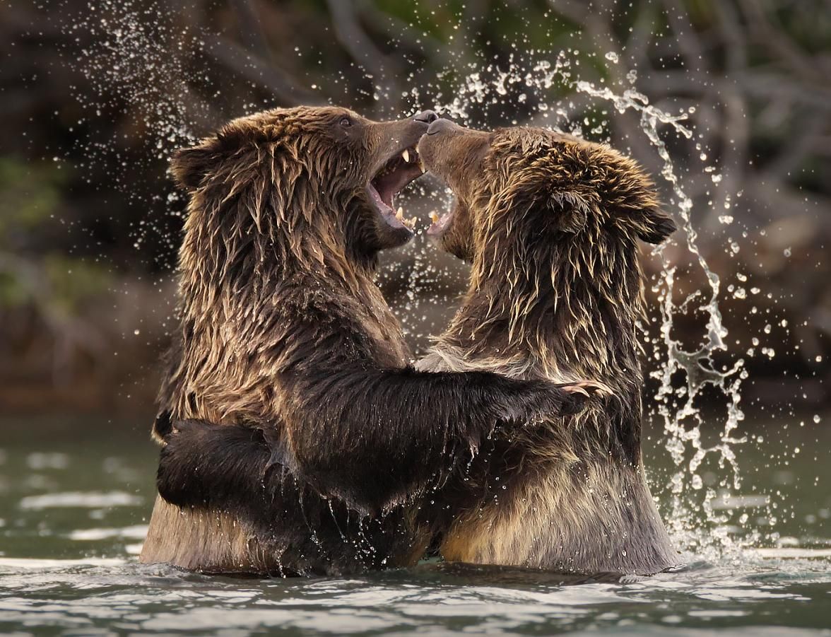 CAPA 2025 Photo Salon Nature