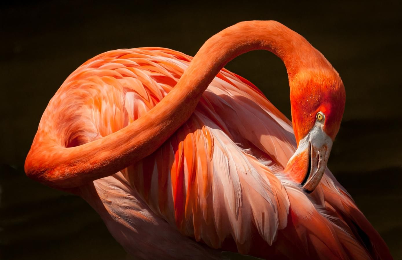 CAPA Digital Salon 2024 - Open Colour Winners