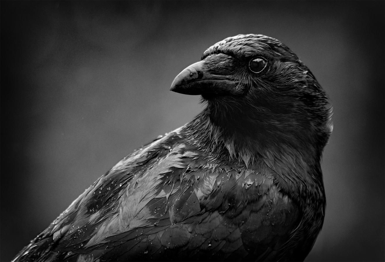 CAPA Digital Salon 2024 - Top Award Winners