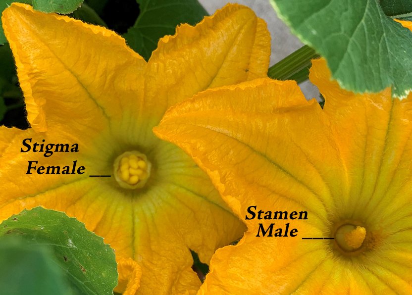 Male/Female Blooms Squash/Gourd | Mizz Tizzy’s Weeds and Seeds