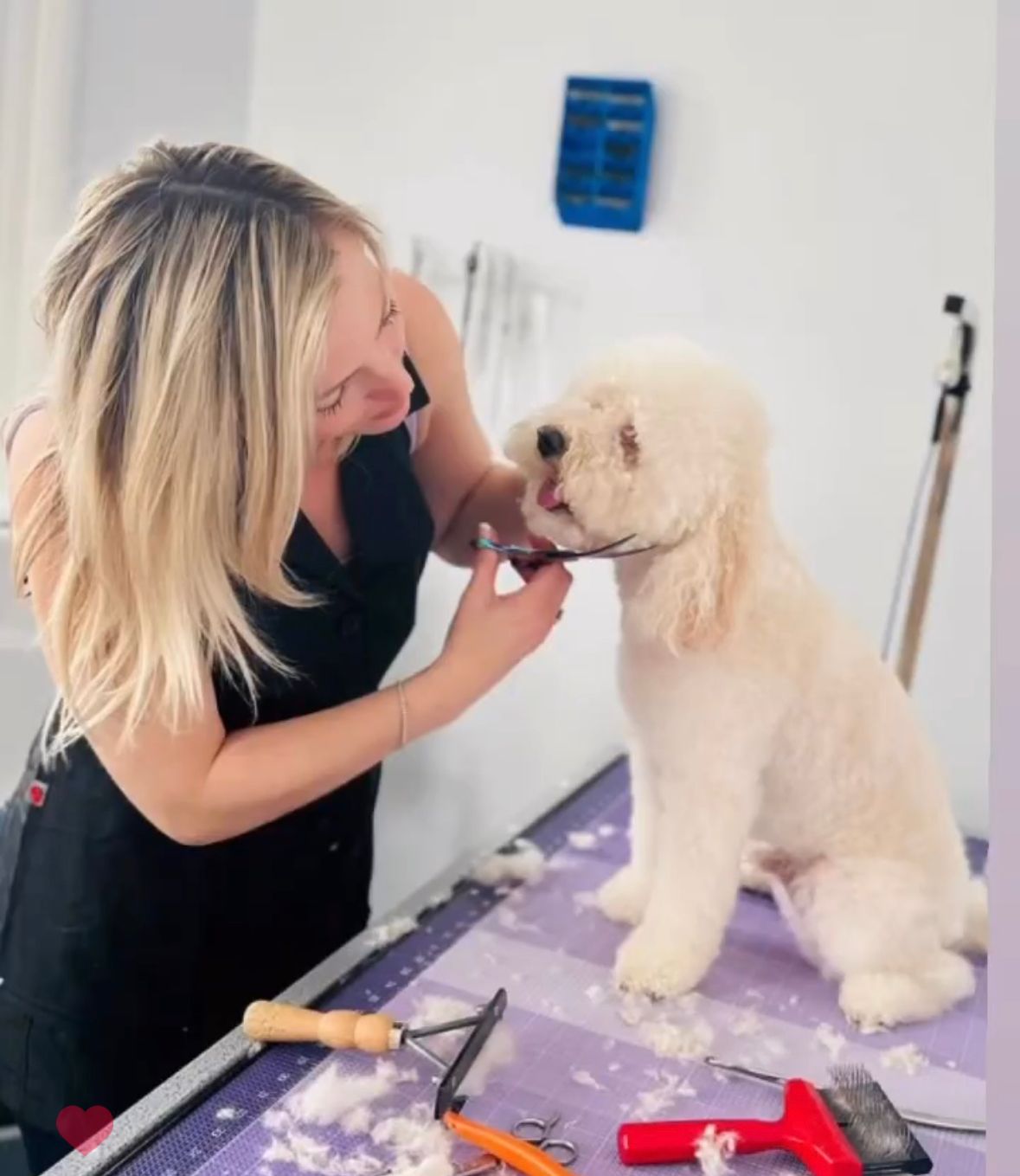 Sudzee Pups | Dog Grooming in Hicksville