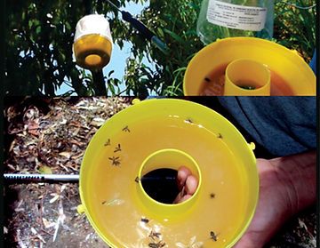 Torula Yeasts Pellets | Central California