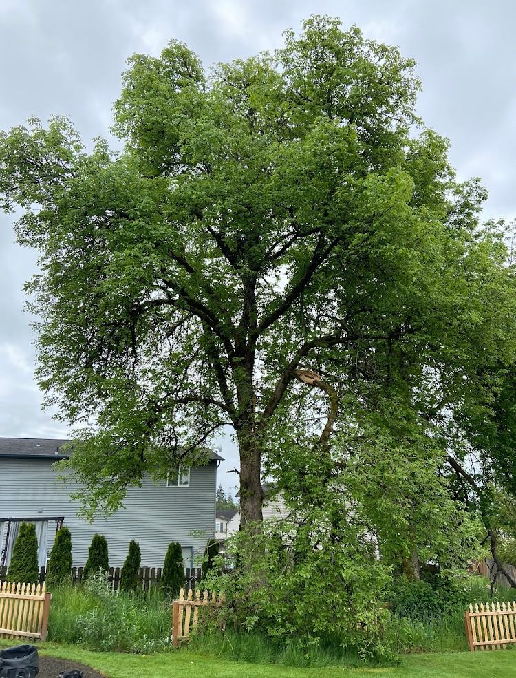 New Life Tree Service LLC | Tree Service | Washington