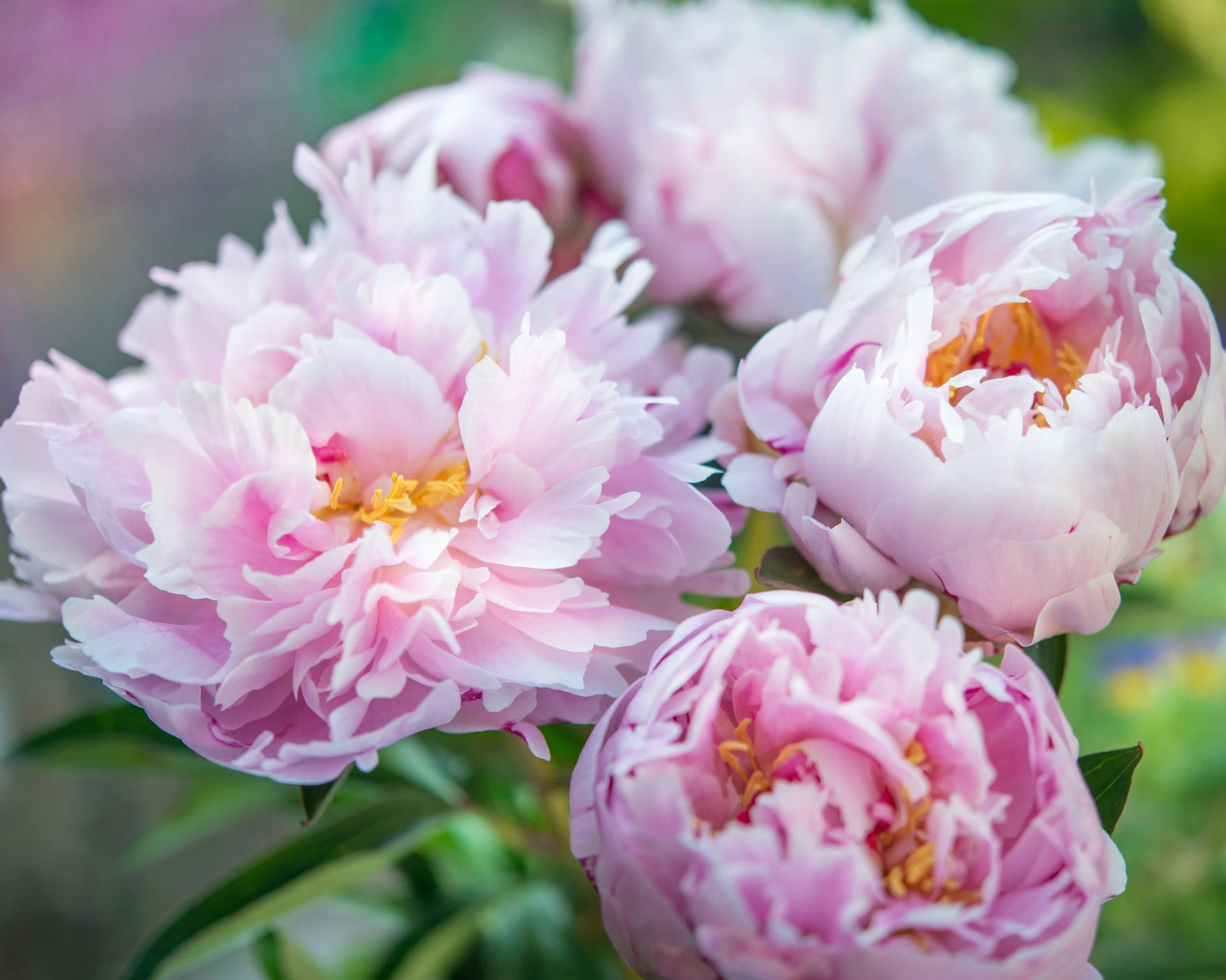 Most Recent Obituaries | E.L. Collins Funeral Home, LLC.